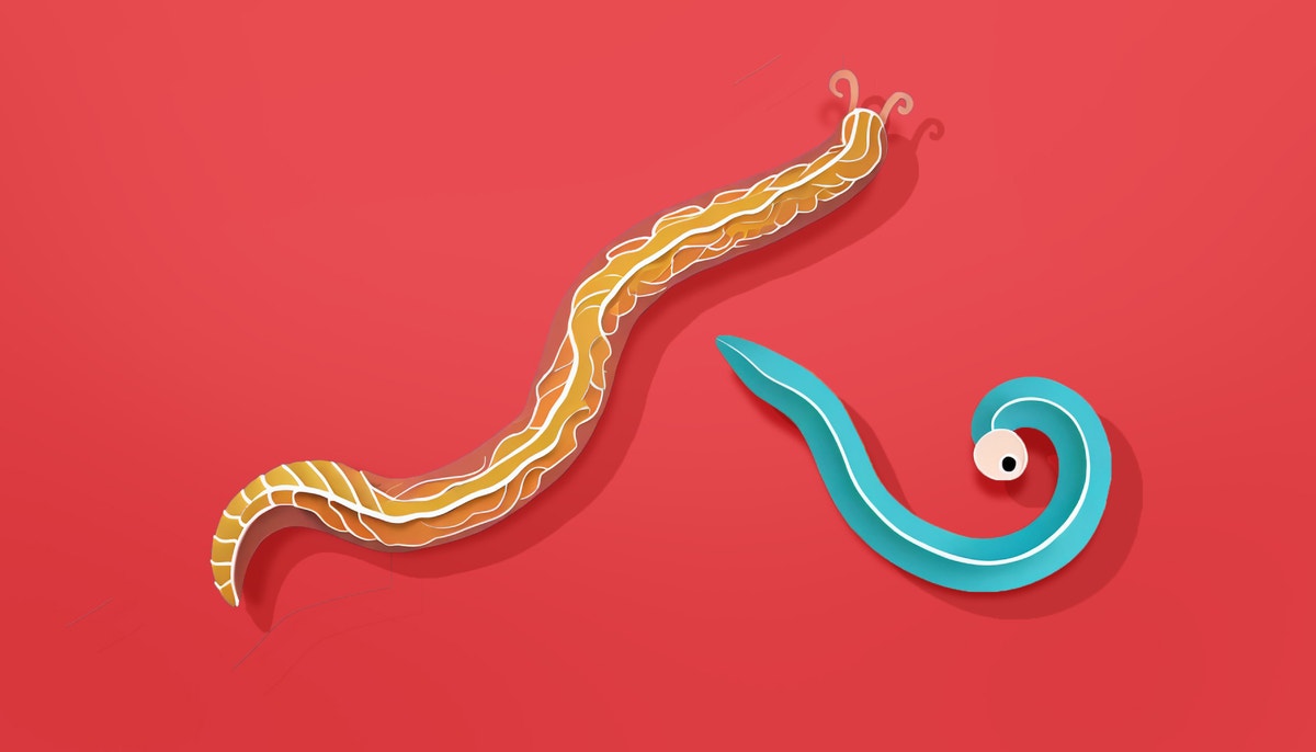 About Intestinal Parasite Infection with Intestinal Worms